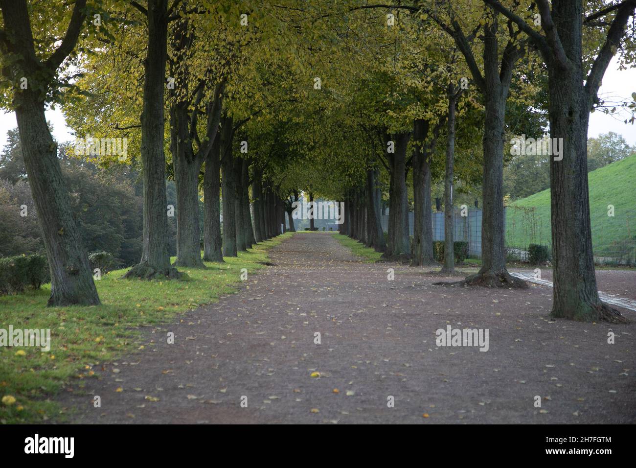 View of a pathway with trees from both sides in a park Stock Photo - Alamy