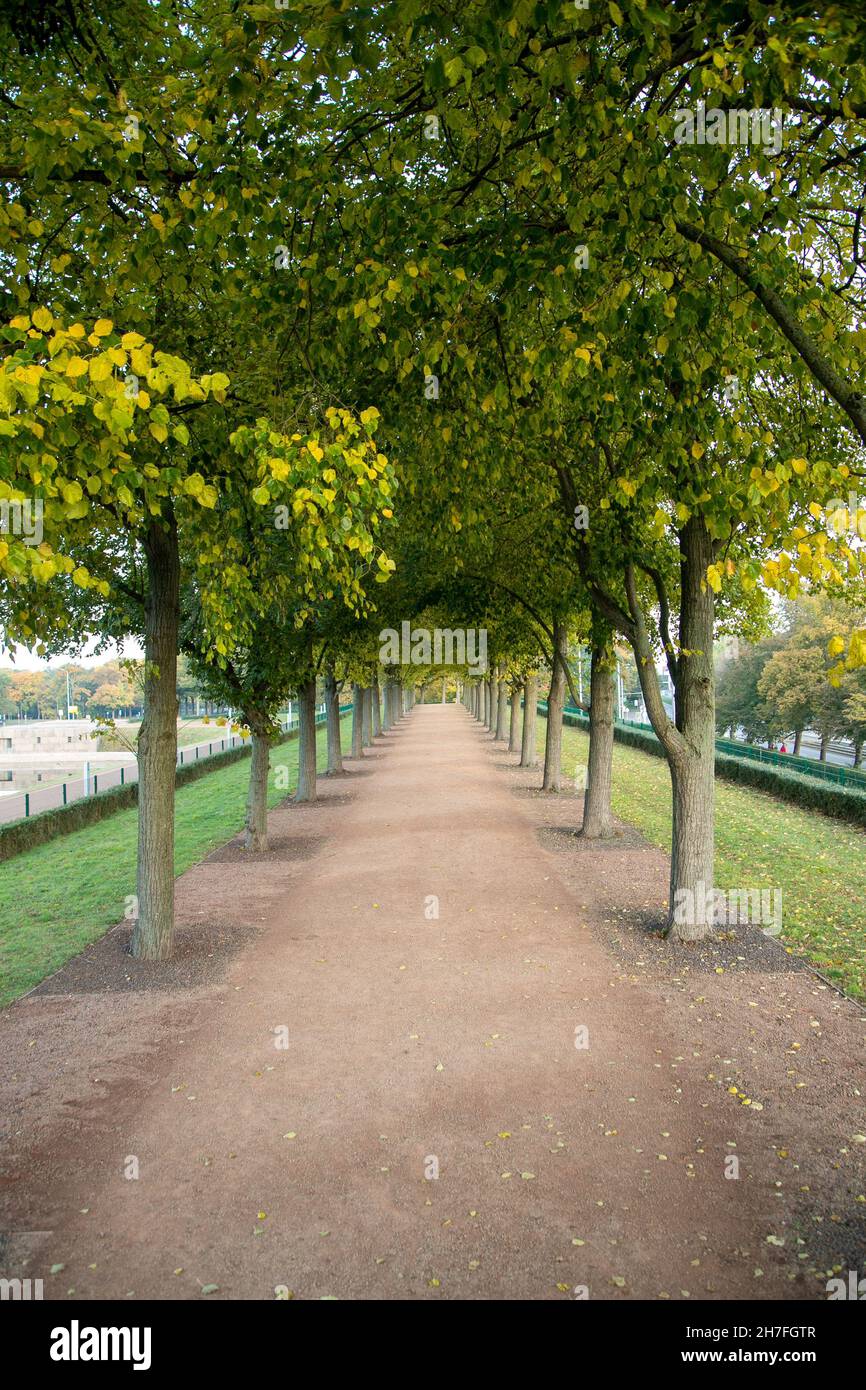 Vertical shot of a pathway with trees from both sides in a park Stock ...