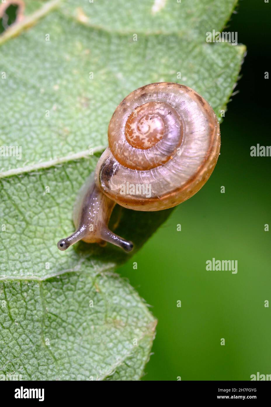 Crawling down and up hi-res stock photography and images - Alamy