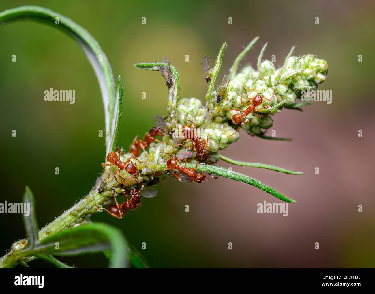 Red ants diligently take care of a herd of aphids on the stem of a ...