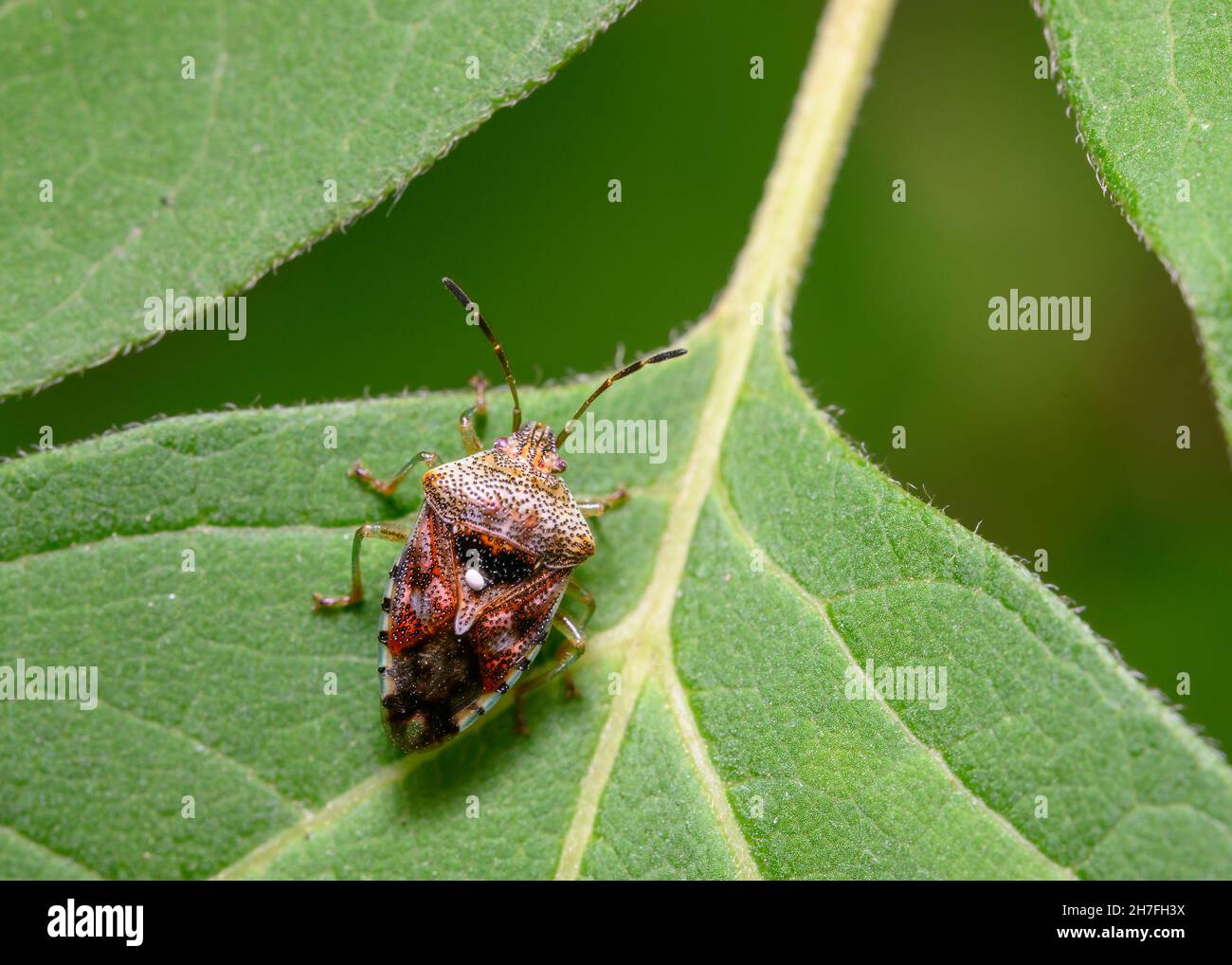 Bug on the tree hi-res stock photography and images - Alamy