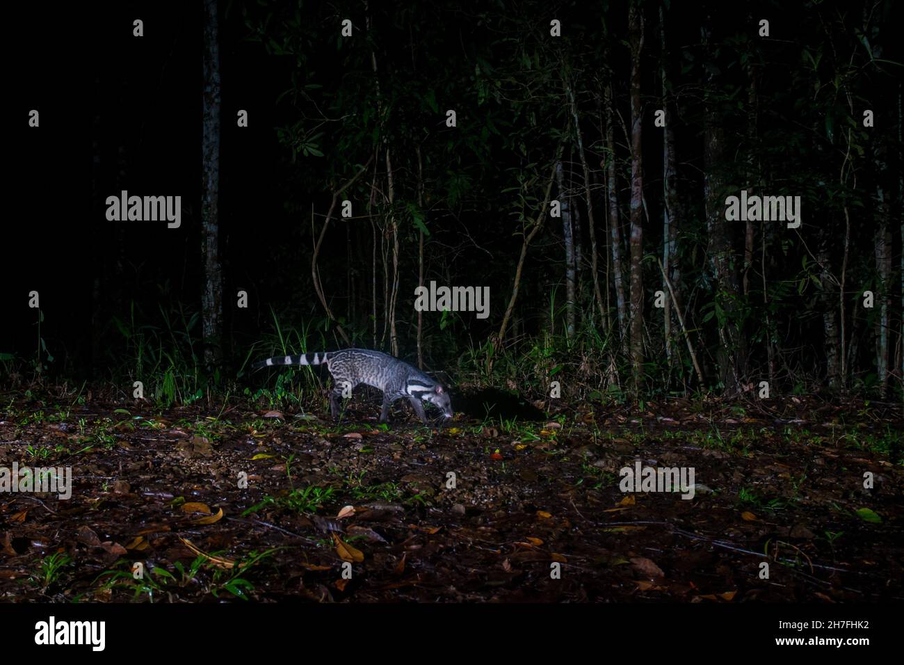 Large indian civet (Viverra zibetha) in the night at Kaengkracharn ...