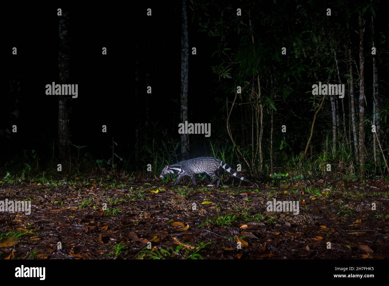 Large indian civet (Viverra zibetha) in the night at Kaengkracharn ...