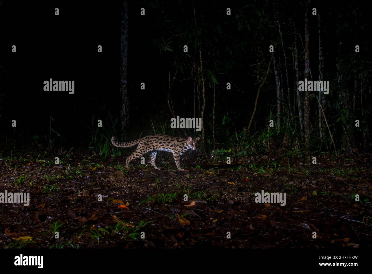 Leopard cat at the night in forest, Thailand (Felis bengalensis Stock ...