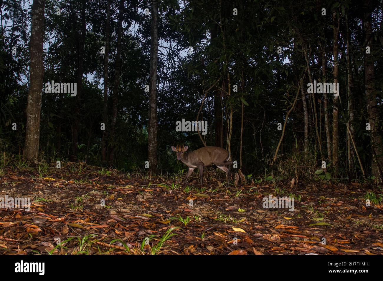 Fea's Muntjac (Tenasserim muntjac) in forest, Thailand Stock Photo - Alamy