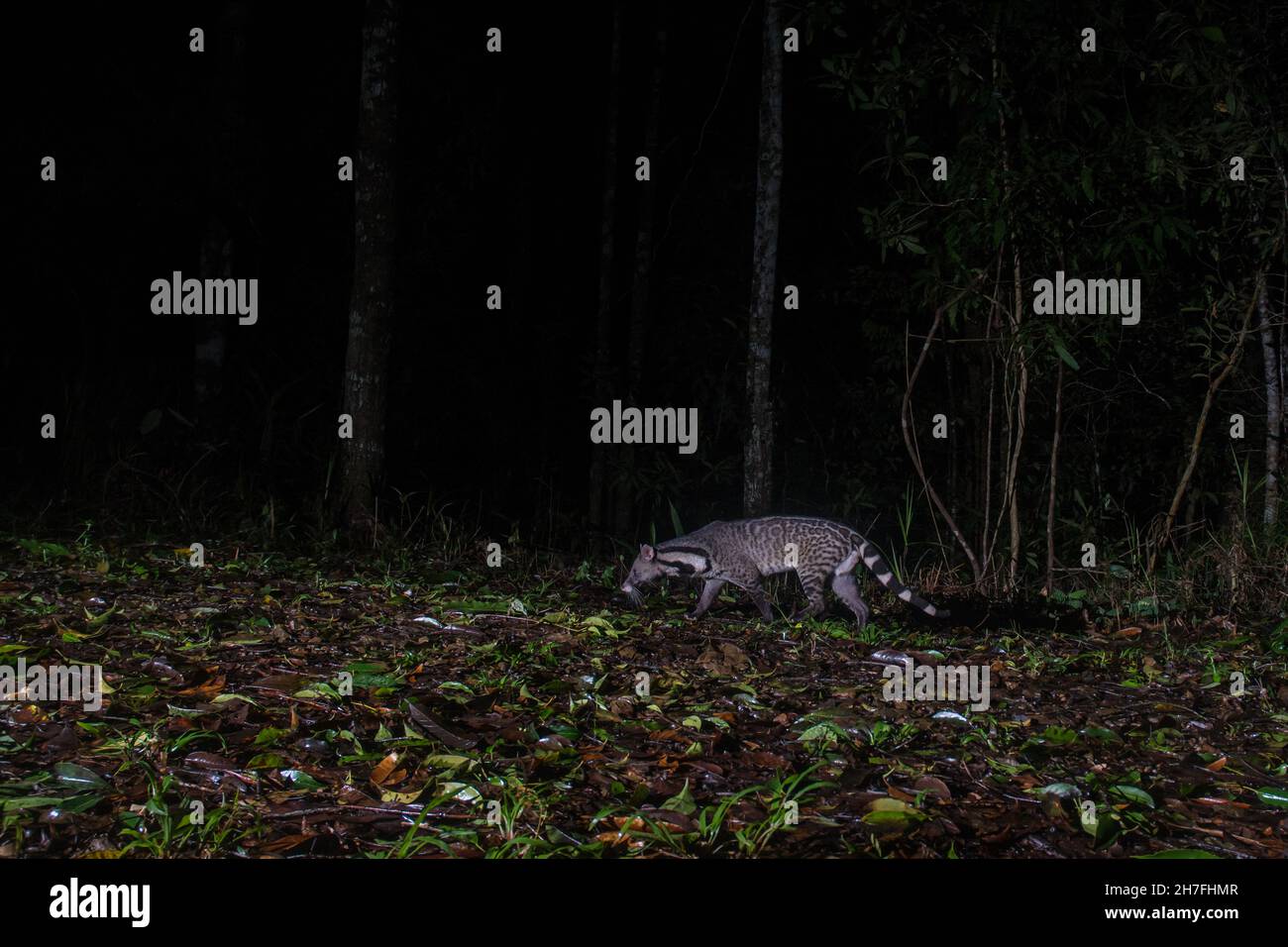 Large indian civet (Viverra zibetha) in the night at Kaengkracharn ...