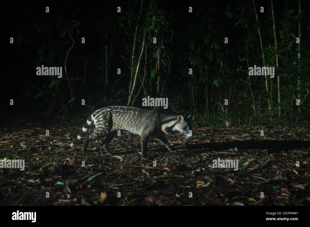 Large indian civet (Viverra zibetha) in the night at Kaengkracharn ...