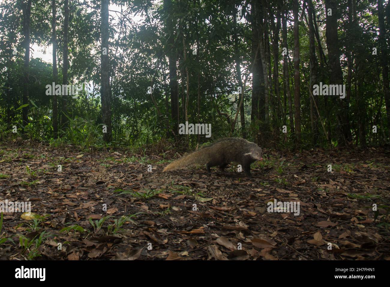 Crab-eating Mongoose in nature wildlife form Thailand.(Herpestes urva ...