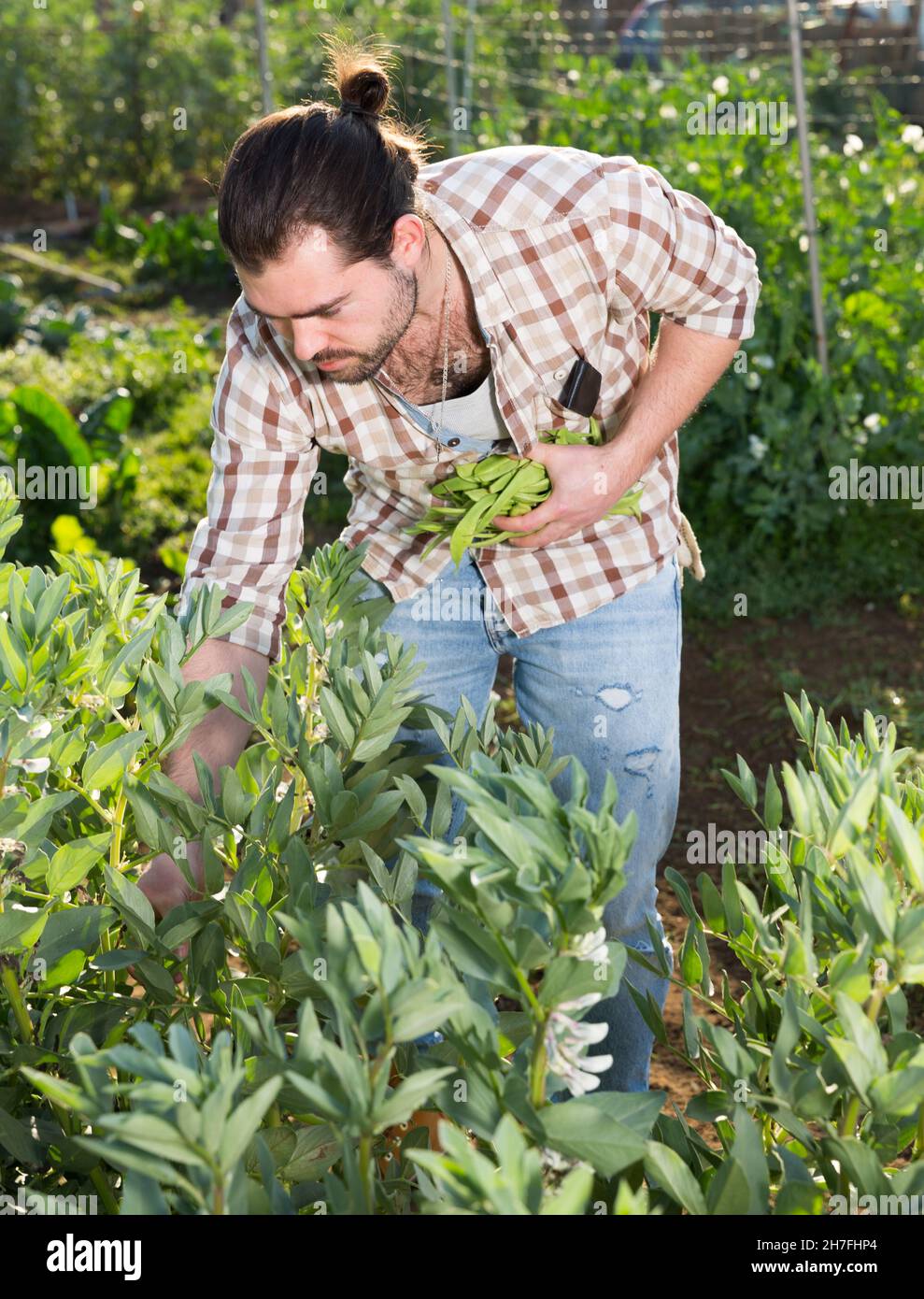Man gathering plants hi-res stock photography and images - Alamy