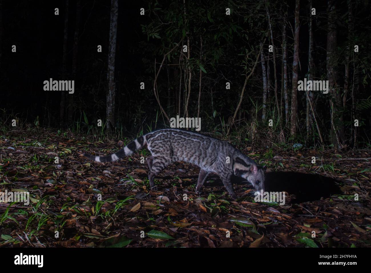 Large indian civet (Viverra zibetha) in the night at Kaengkracharn ...