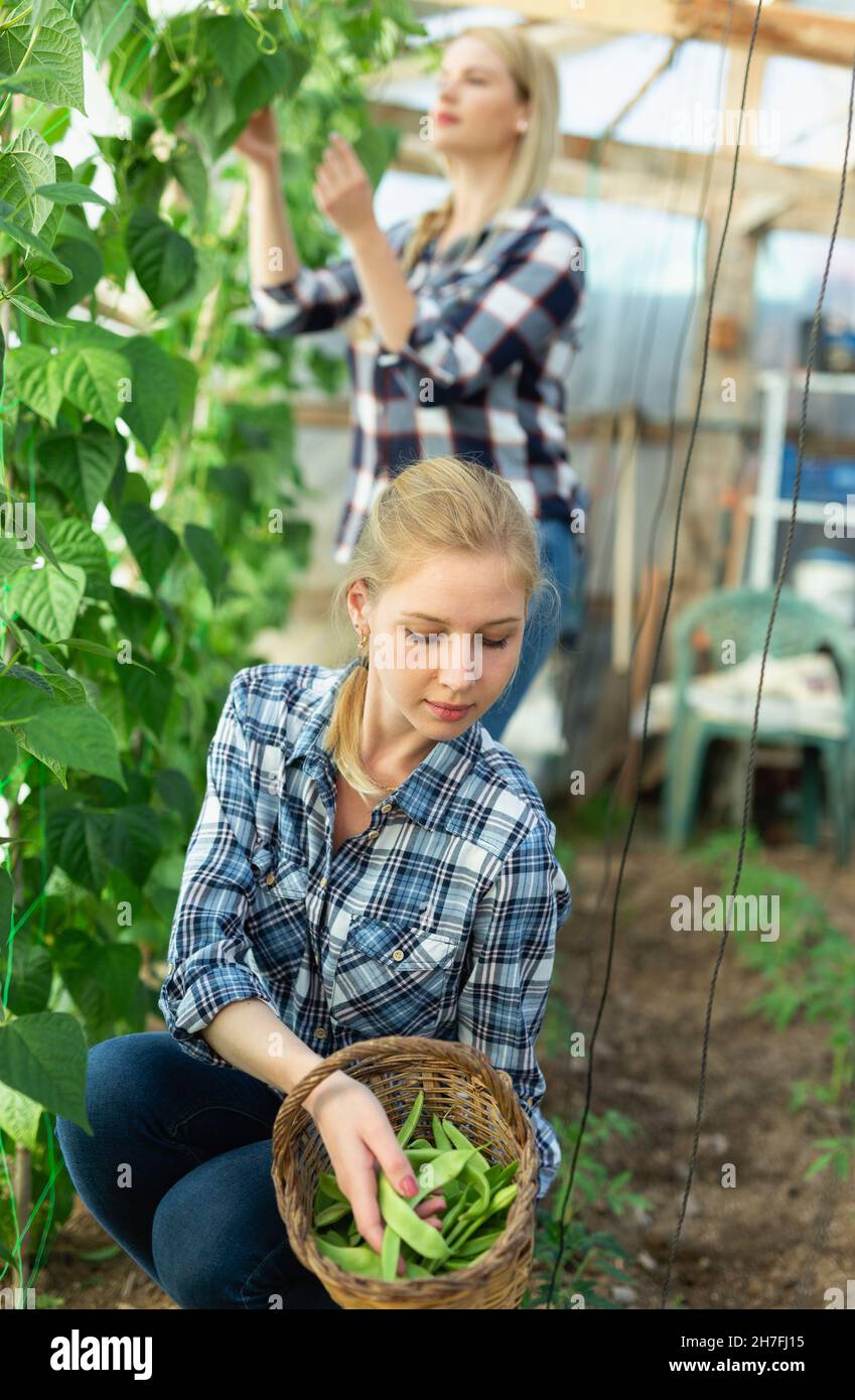Runner beans agricultural hi-res stock photography and images - Alamy