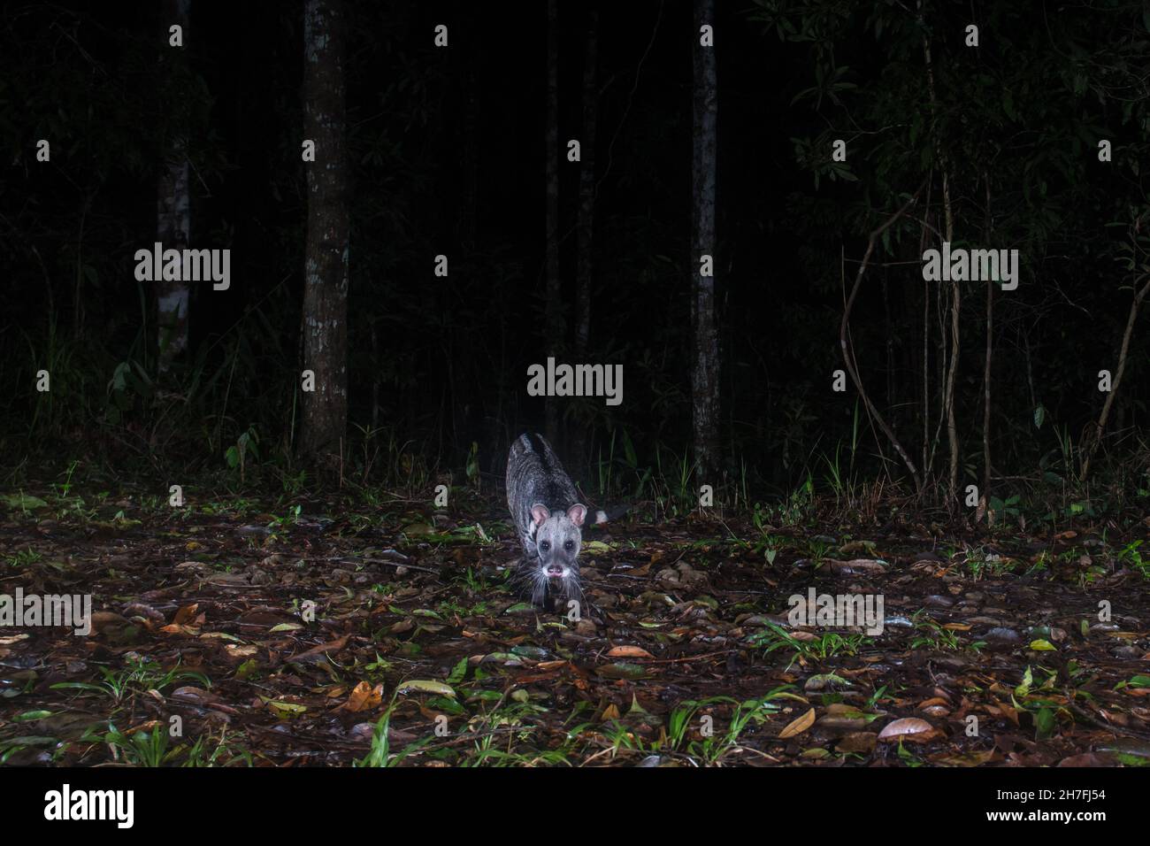Large indian civet (Viverra zibetha) in the night at Kaengkracharn ...