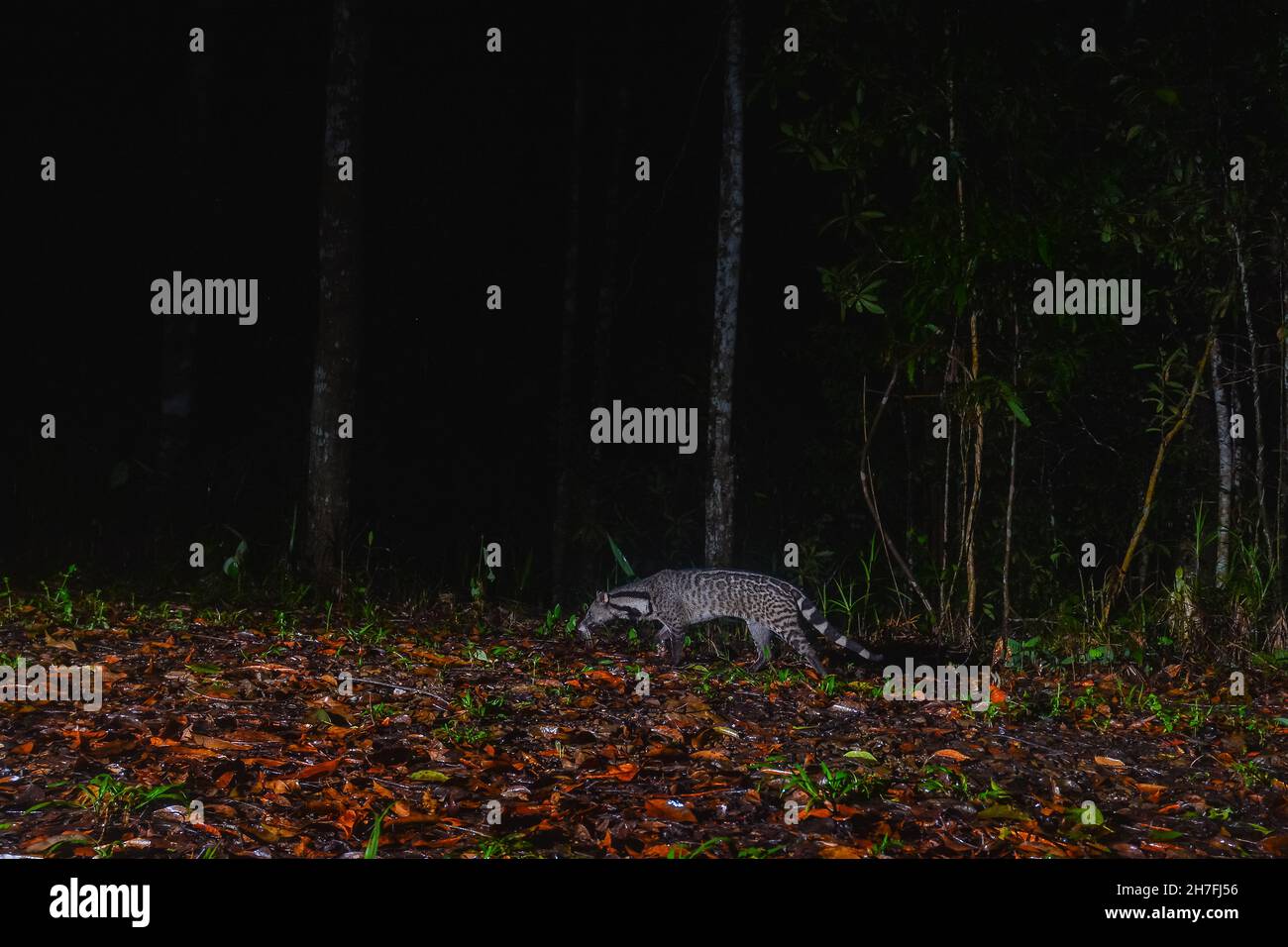 Large indian civet (Viverra zibetha) in the night at Kaengkracharn ...