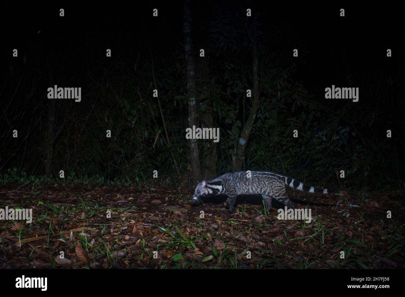 Large indian civet (Viverra zibetha) in the night at Kaengkracharn ...