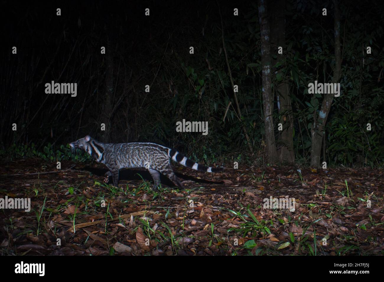 Large indian civet (Viverra zibetha) in the night at Kaengkracharn ...