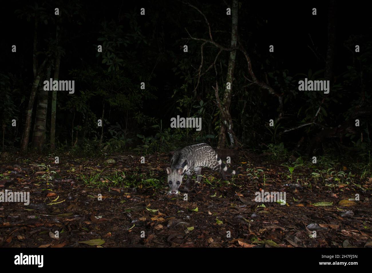 Large indian civet (Viverra zibetha) in the night at Kaengkracharn ...