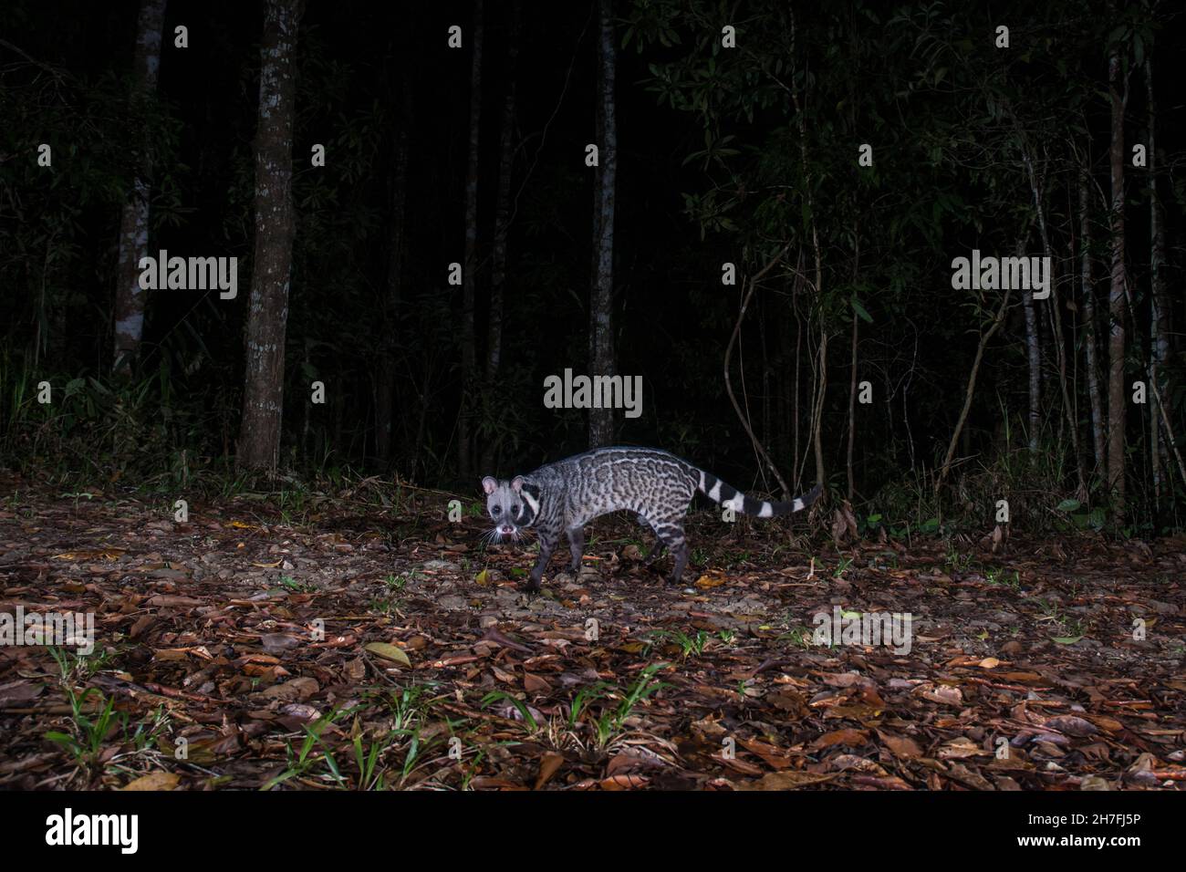 Large indian civet (Viverra zibetha) in the night at Kaengkracharn ...