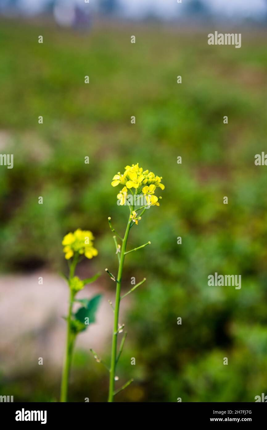 Mustard Flower Wallpaper