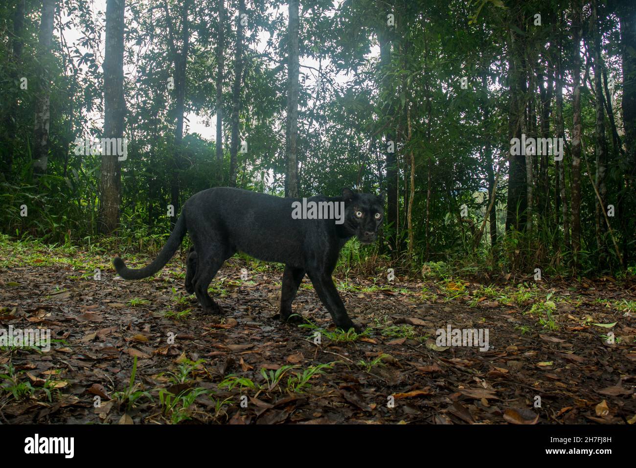 Melanistic black leopard hi-res stock photography and images - Alamy