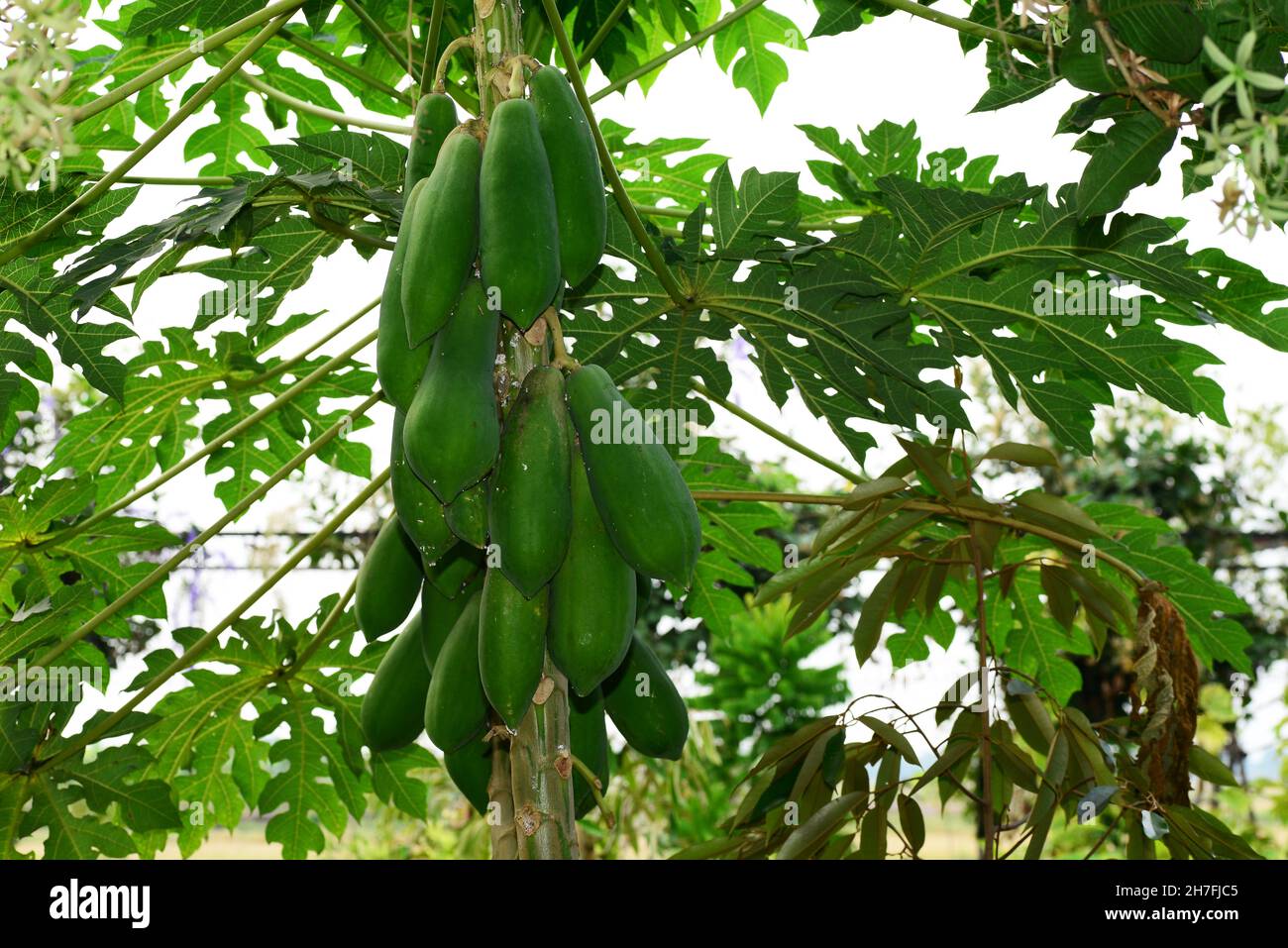 papaya fruit on the tree in Papaya plantations Stock Photo - Alamy