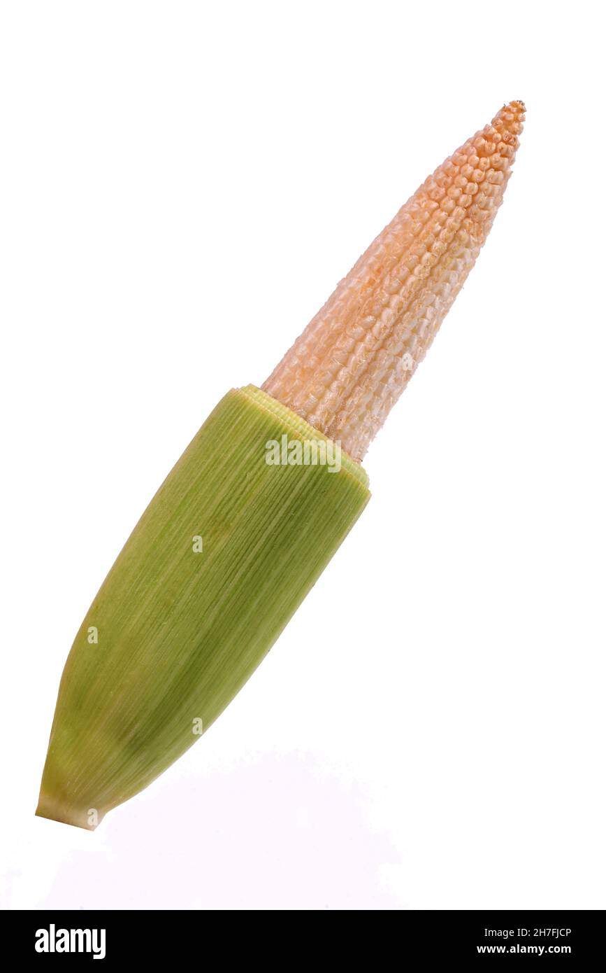 Baby corn (also known as young corn, cornlets or baby sweetcorn) is a ...
