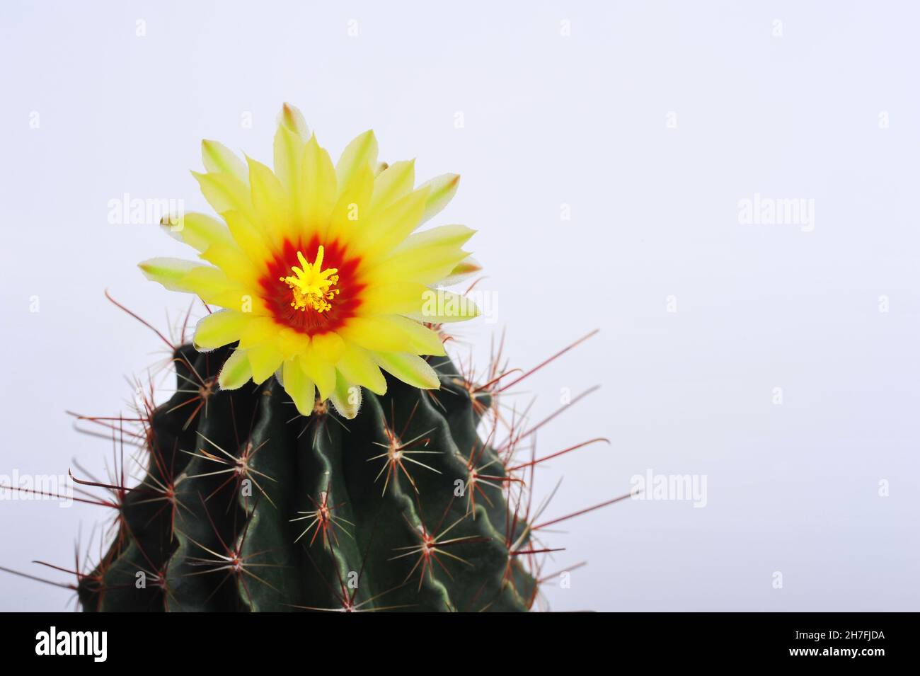 Hamatocactus Setispinus, Hedgehog cactus, Twisted Rib Cactus, Fishhook ...