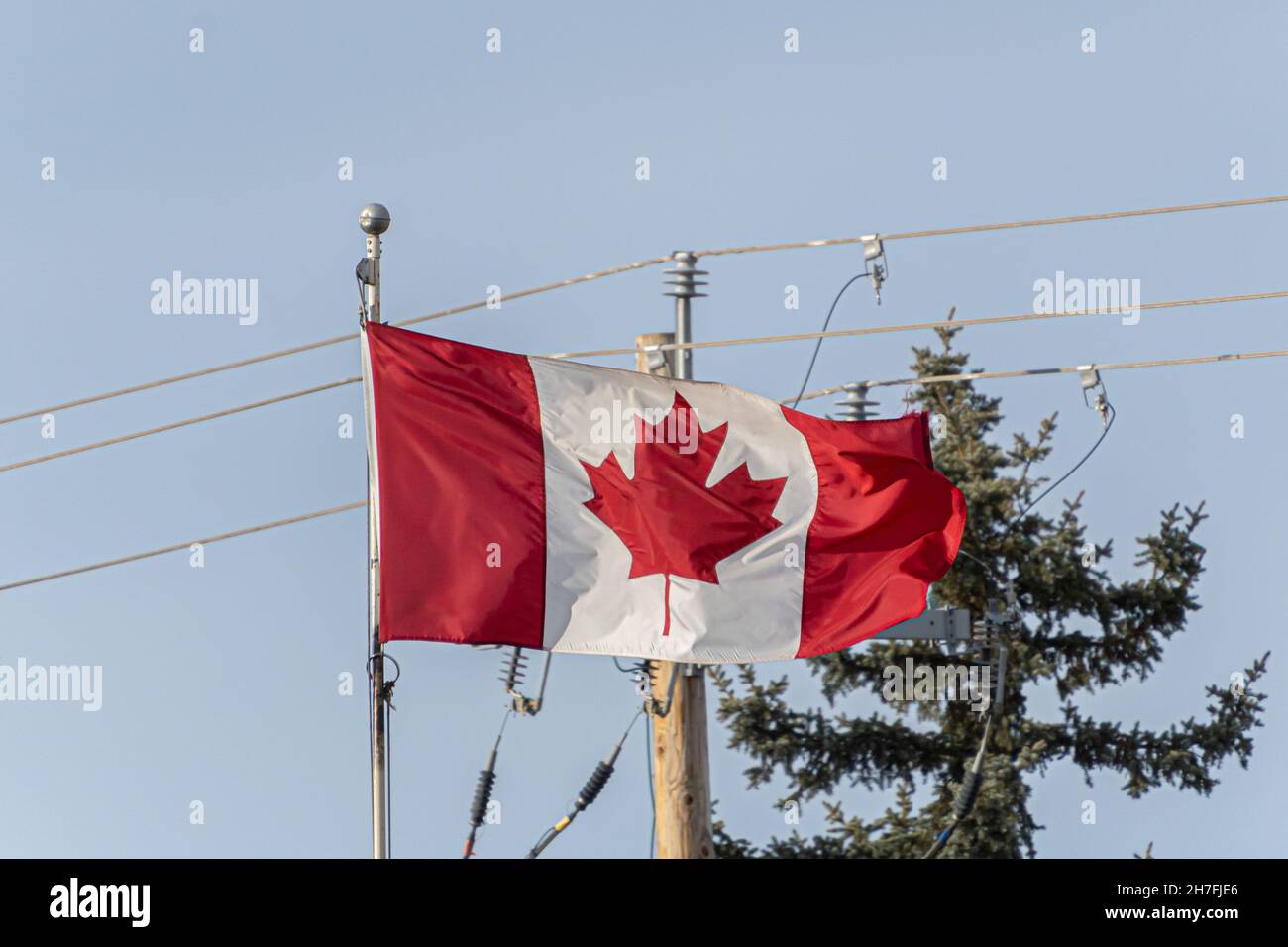 Canadian Flag Maple Tree In High Resolution Stock Photography and ...