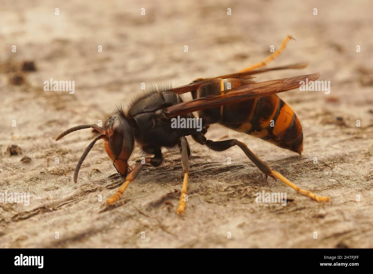 Asian predatory wasp hi-res stock photography and images - Alamy