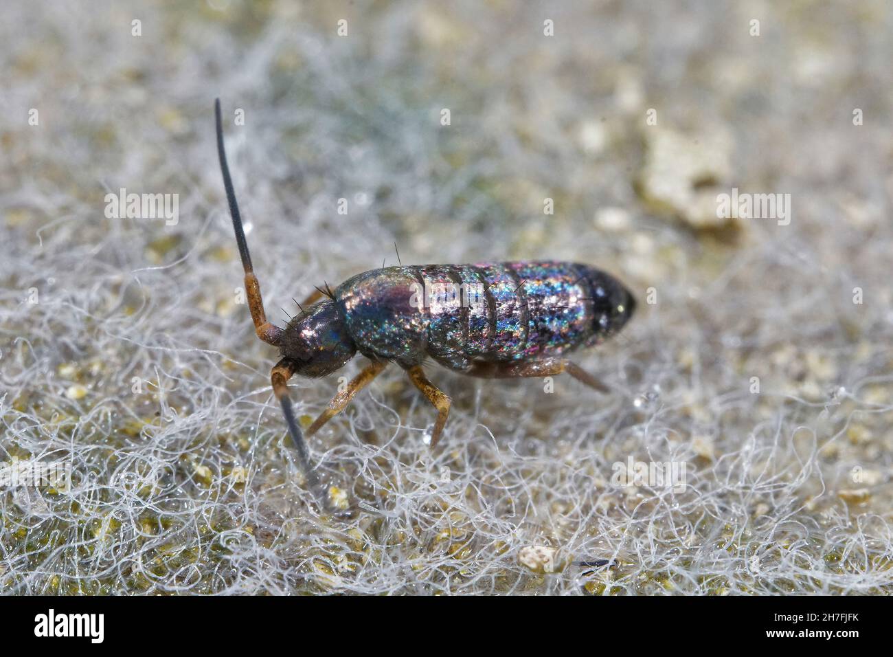 Tomocerus vulgaris hi-res stock photography and images - Alamy