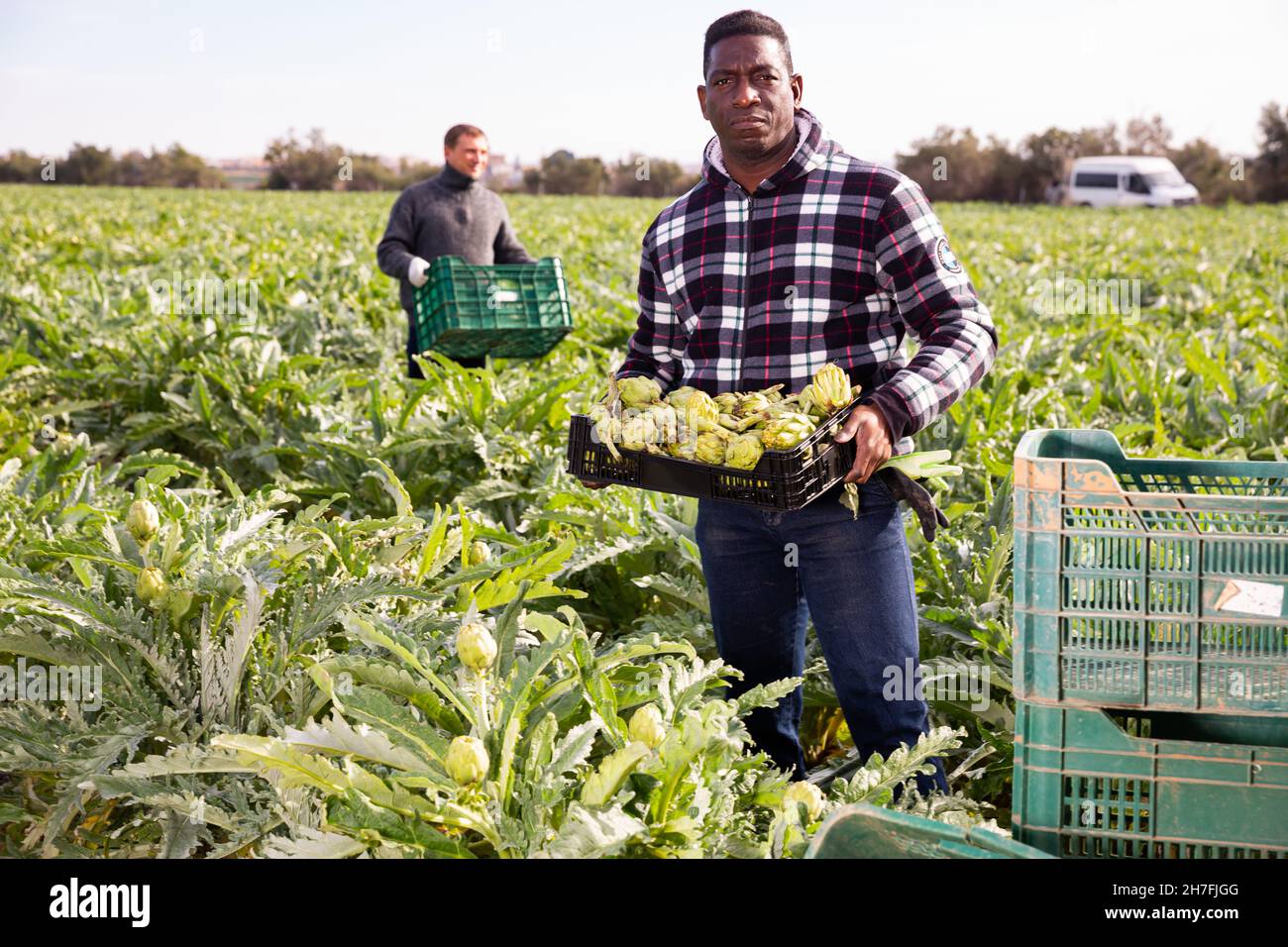 African man stacking boxes with artichokes Stock Photo - Alamy