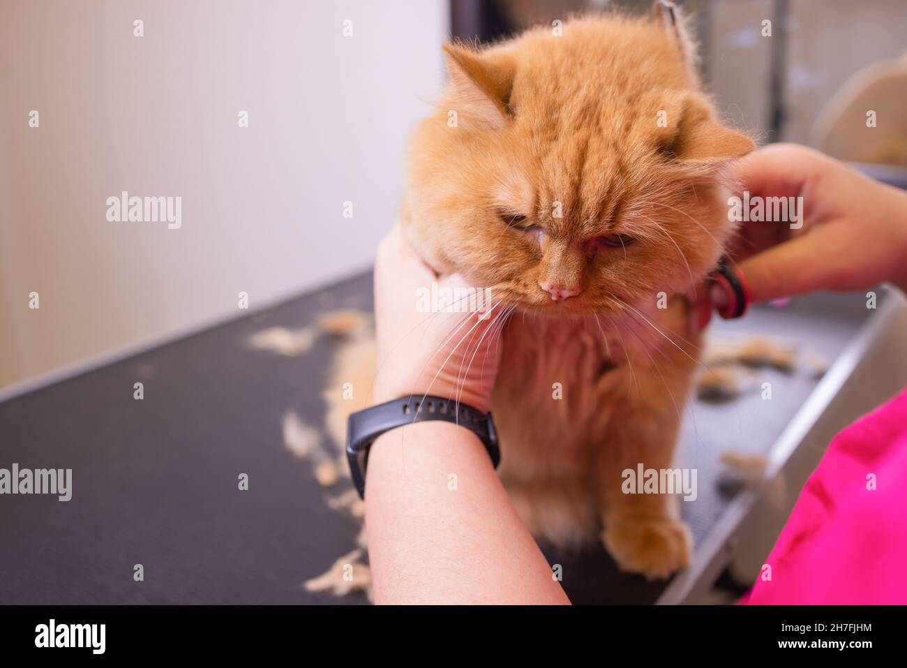Cat grooming in pet beauty salon. The wizard uses the scissors for ...