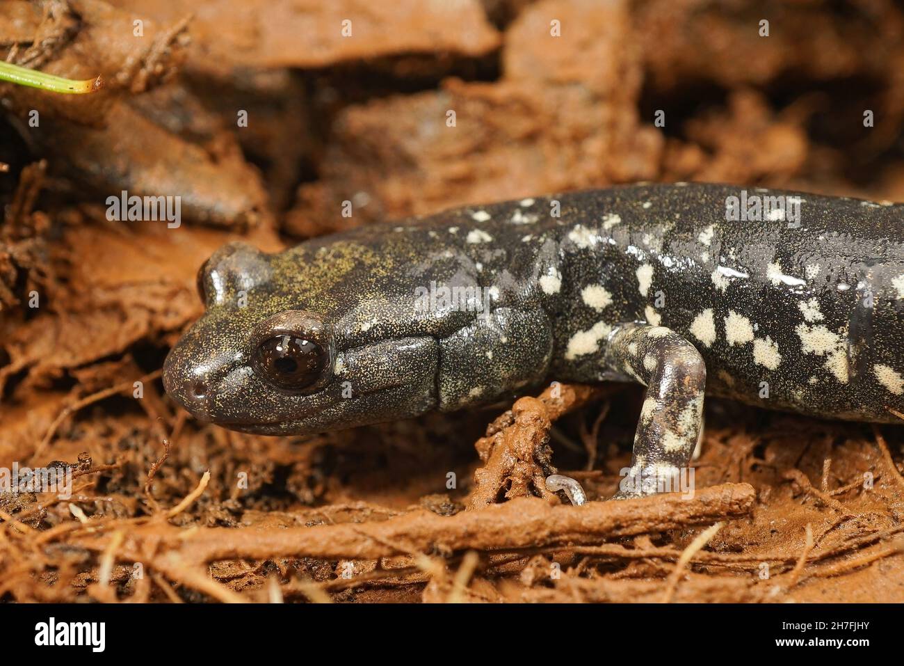Closeup on an adult Aneides flavipunctatus, Black Salamander in Stock ...