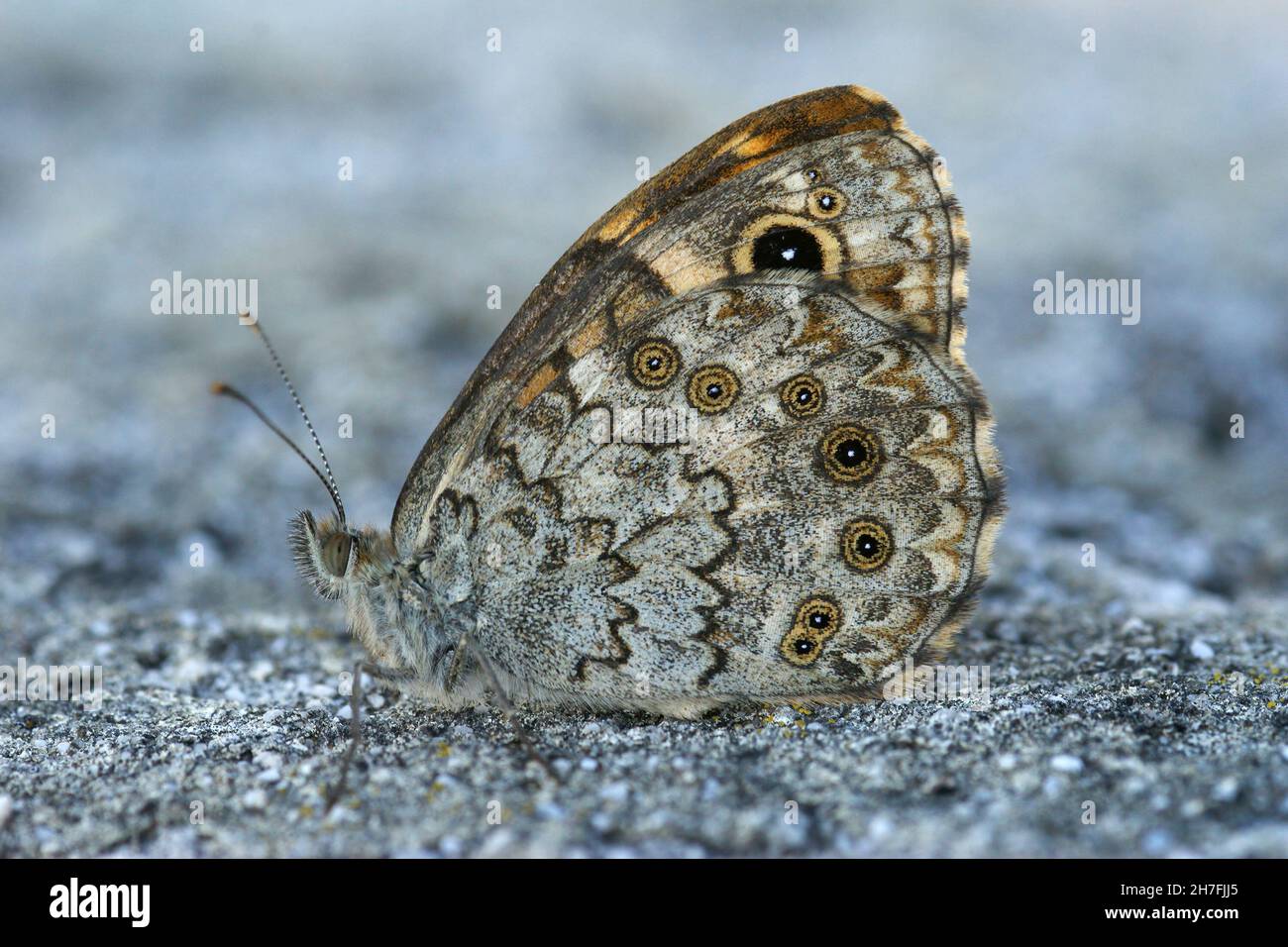 Lateral closeup of Wall brown butterfly , Lasiommata megera, witth ...