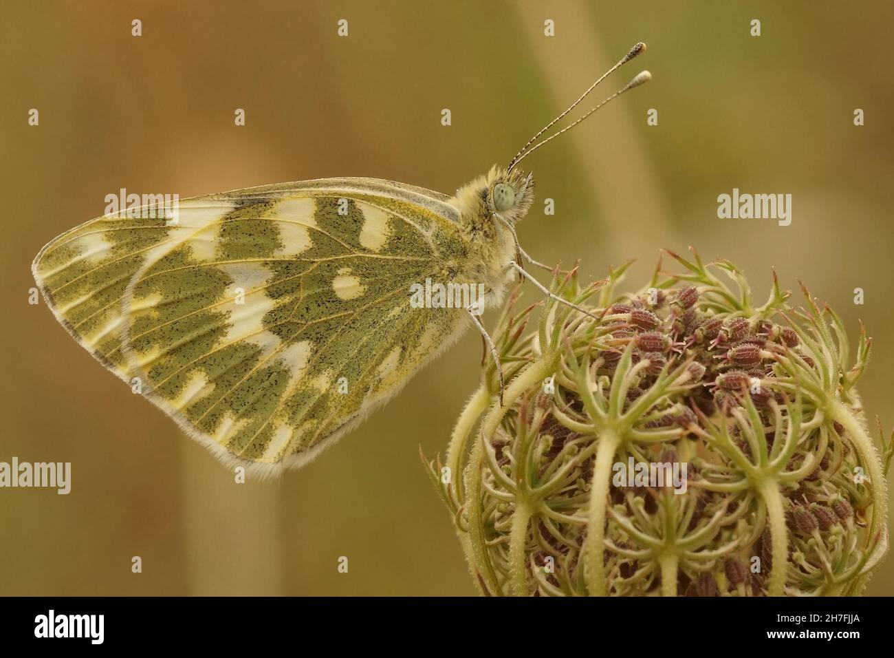Lateral closeup of an isolated Bath white butterfly, Pontia daplidice ...