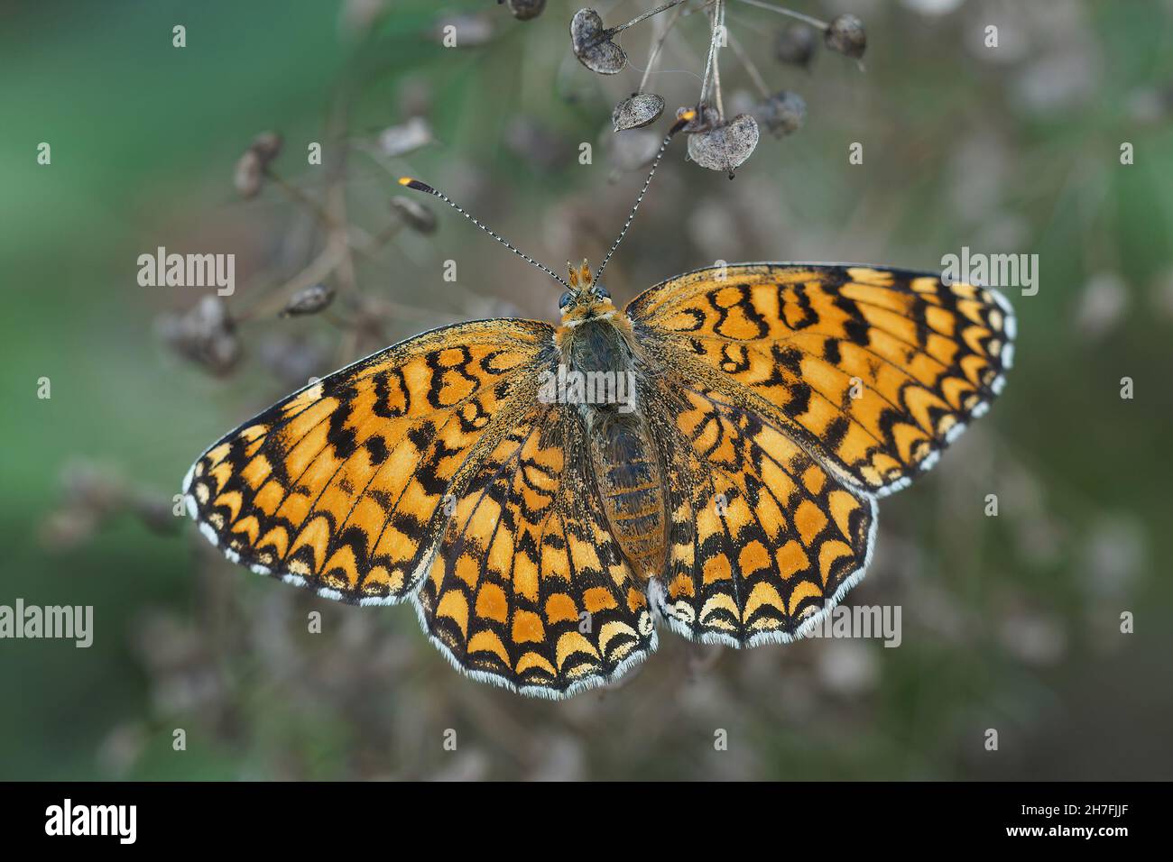 Closeup of the orange Knapweed Fritillary butterfly, Melitaea phoebe ...