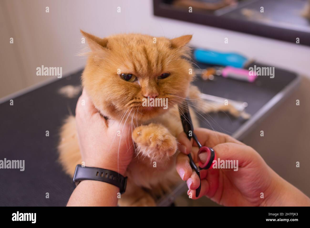 Cat grooming in pet beauty salon. The wizard uses the scissors for ...