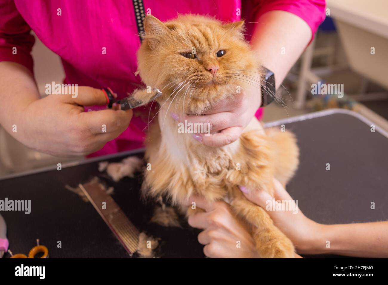 Cat grooming in pet beauty salon. The wizard uses the scissors for ...
