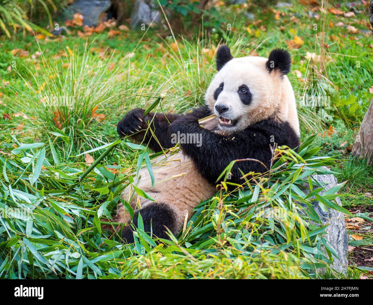 Cute Panda eating Bambus Stock Photo - Alamy