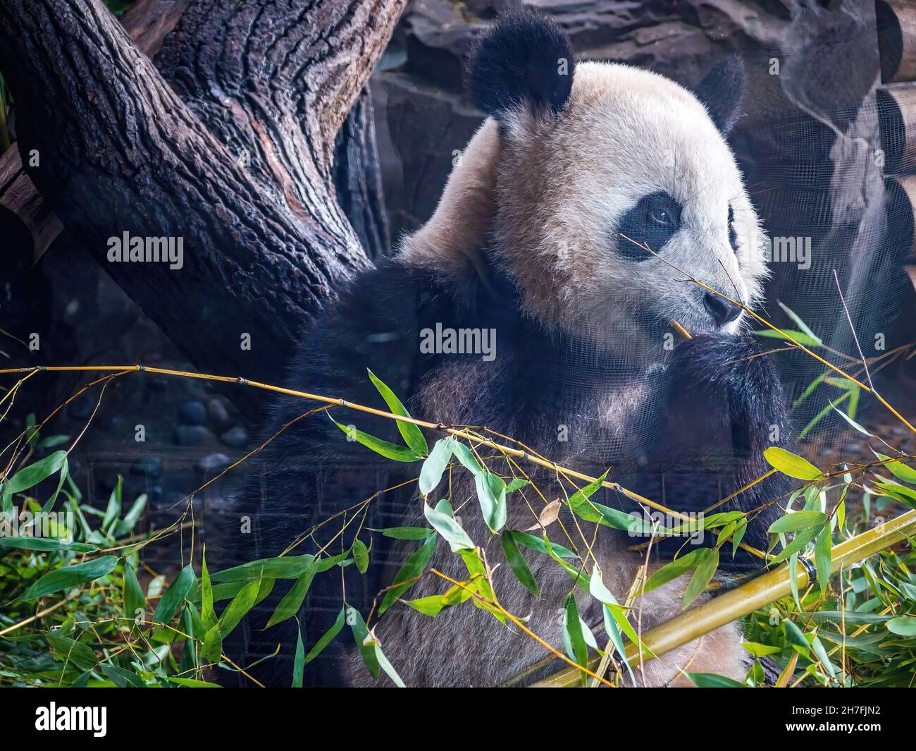 Cute Panda eating Bambus Stock Photo - Alamy