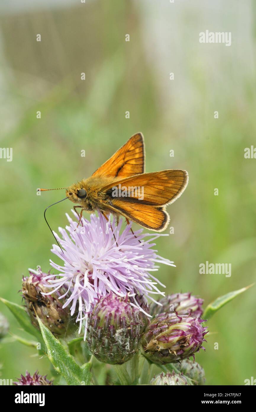 Large skipper photograph hi-res stock photography and images - Alamy