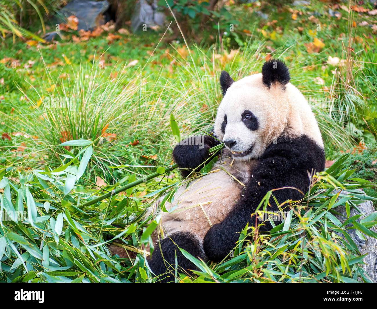 Cute Panda eating Bambus Stock Photo - Alamy