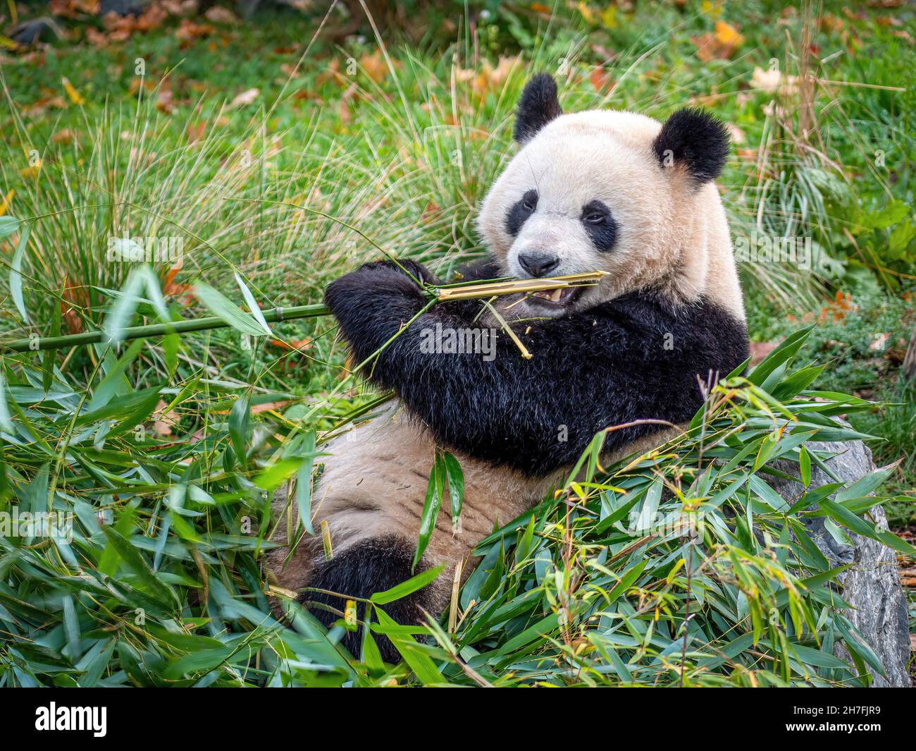 Cute Panda eating Bambus Stock Photo - Alamy