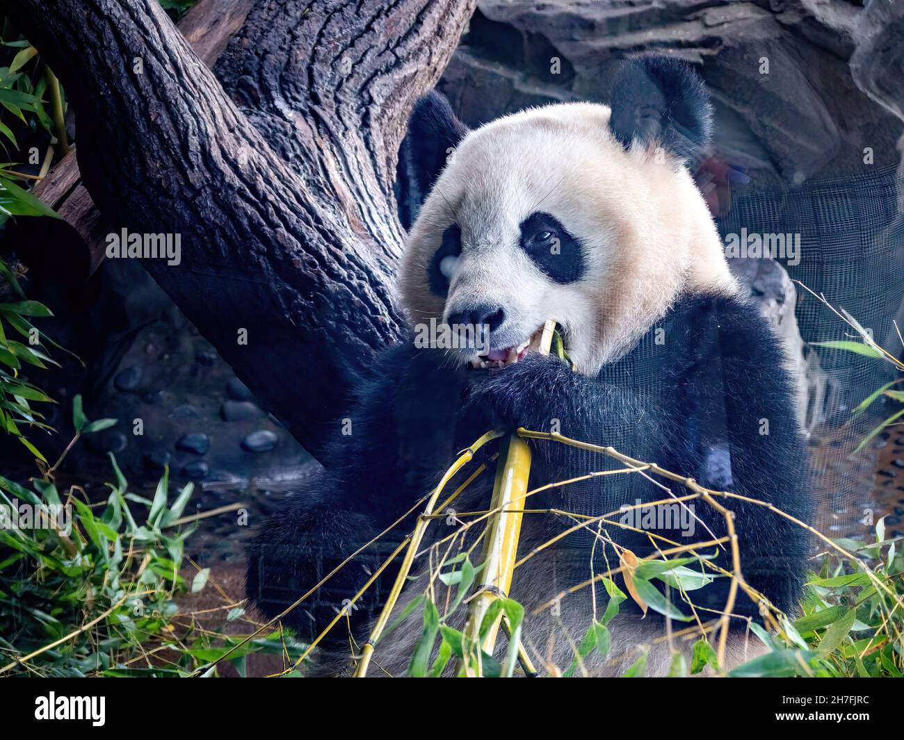 Cute Panda eating Bambus Stock Photo - Alamy