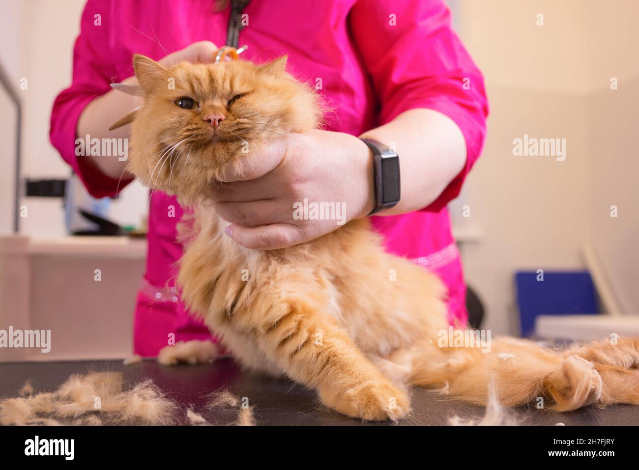 Cat grooming in pet beauty salon. The wizard uses the scissors for ...