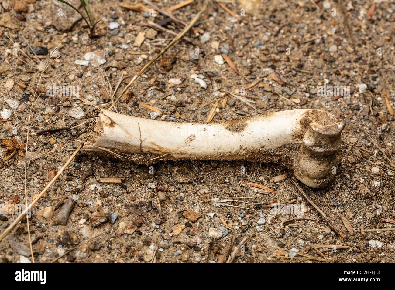 Closeup view of an animal bone washed up on a beach Stock Photo - Alamy