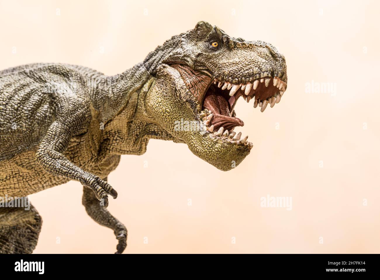 Close up of an enraged Tyrannosaurus rex with wide open jaws Stock ...
