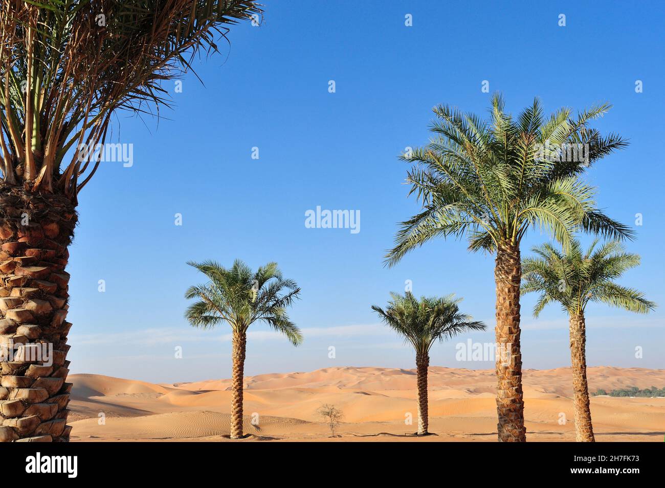 UNITED ARAB EMIRATES. ABU DHABI. PALM TREES IN THE DESERT OF LIWA. WITH ...
