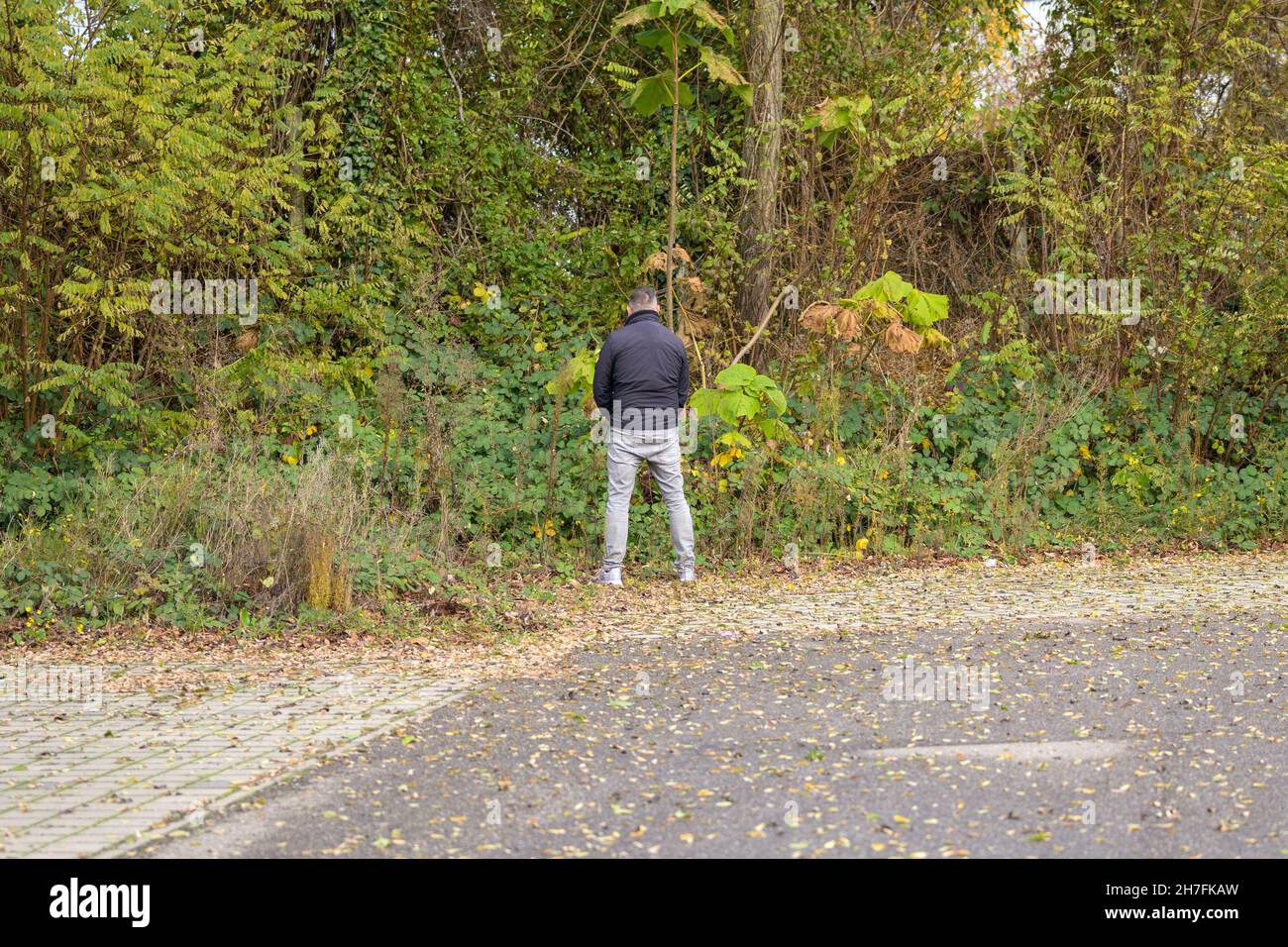 Distant rear view with copyspace of a man urinating outdoors in a ...