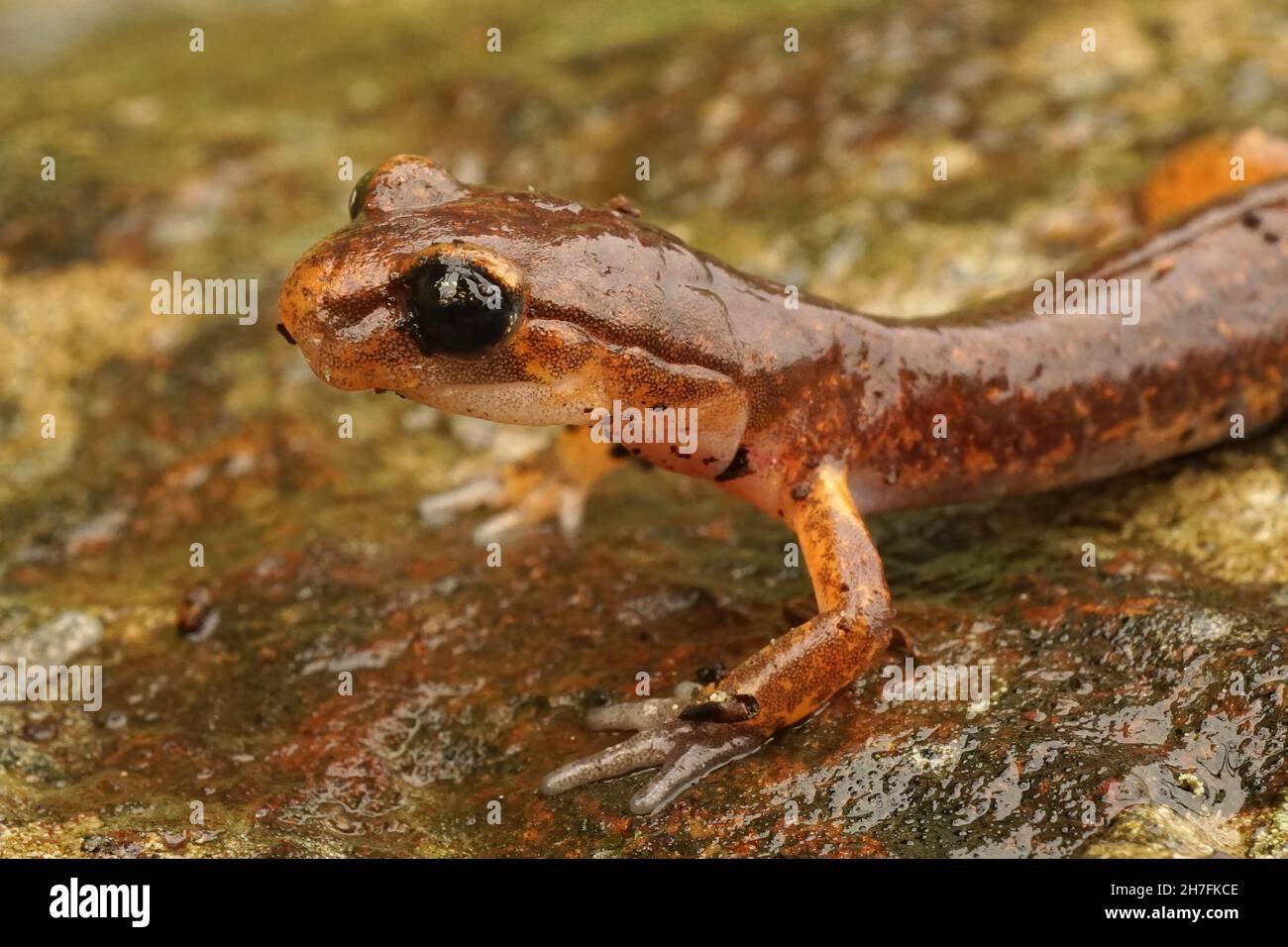 Closeup of an adult male Ensatina eschscholtzii form Northern ...