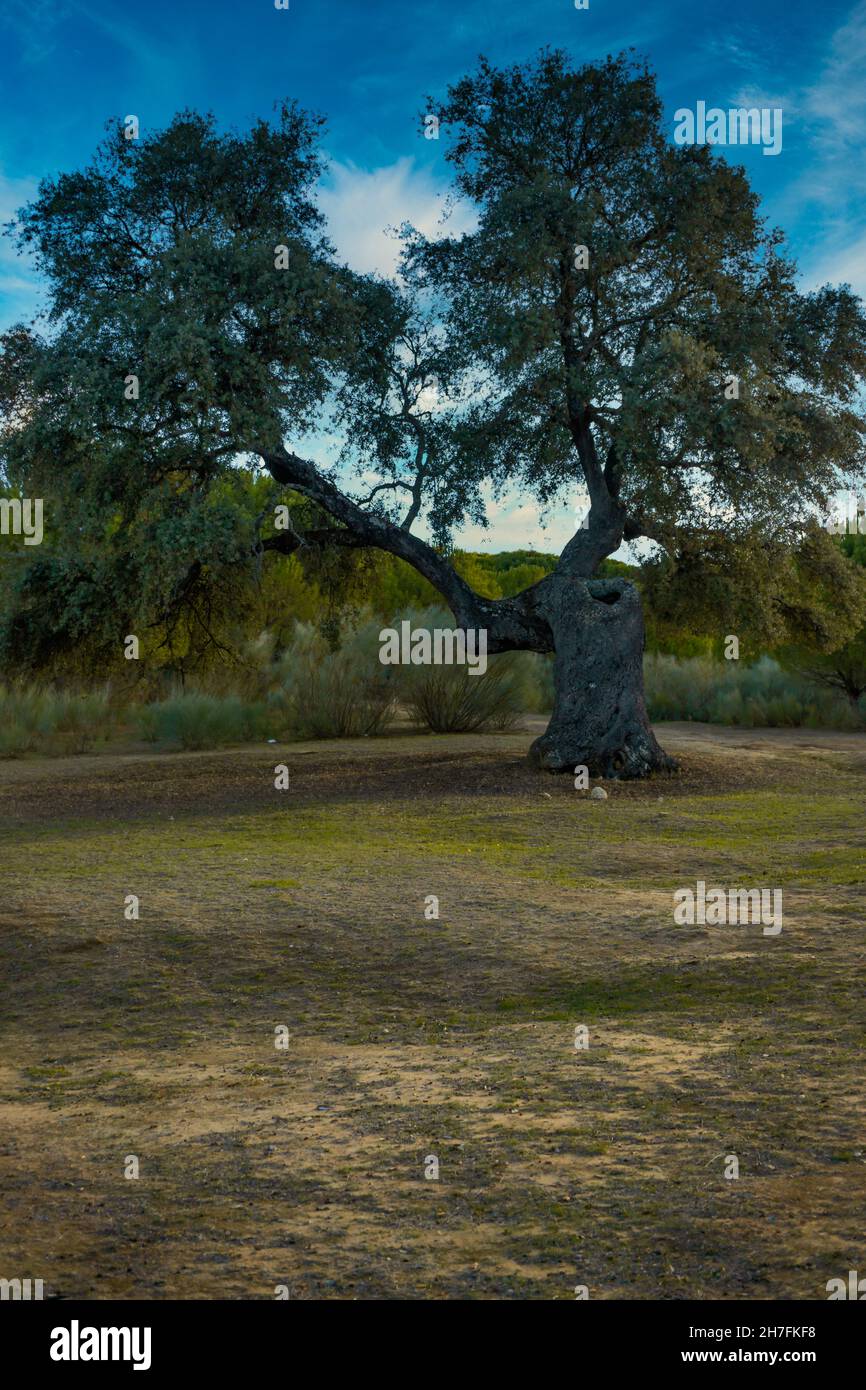 holm oak tree in an urban park , quercus ilex Stock Photo - Alamy
